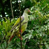 Meet the Cute African Green Pigeon by Birdorable