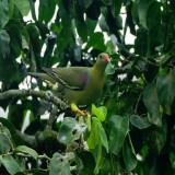 Meet the Cute African Green Pigeon by Birdorable