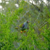 Meet the Cute African Green Pigeon by Birdorable