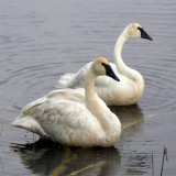Trumpeter Swan info from Birdorable