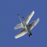 Trumpeter Swan info from Birdorable