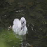 Trumpeter Swan info from Birdorable