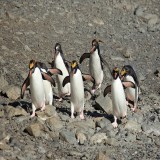 Meet the Birdorable: Macaroni Penguin Facts & Figures