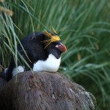 Meet the Birdorable: Macaroni Penguin Facts & Figures