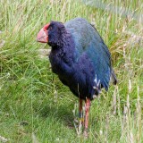 Cute South Island Takahe of New Zealand
