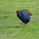 Cute South Island Takahe of New Zealand
