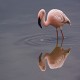 Lesser Flamingo - Pink Beauty of Saline Lakes | Birdorable Birds