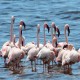 Lesser Flamingo - Pink Beauty of Saline Lakes | Birdorable Birds