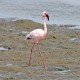 Lesser Flamingo - Pink Beauty of Saline Lakes | Birdorable Birds