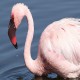 Lesser Flamingo - Pink Beauty of Saline Lakes | Birdorable Birds
