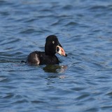 Read About the Surf Scoter