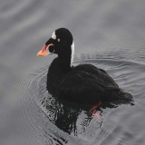 Read About the Surf Scoter