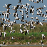 Birdorable Bar-headed Goose