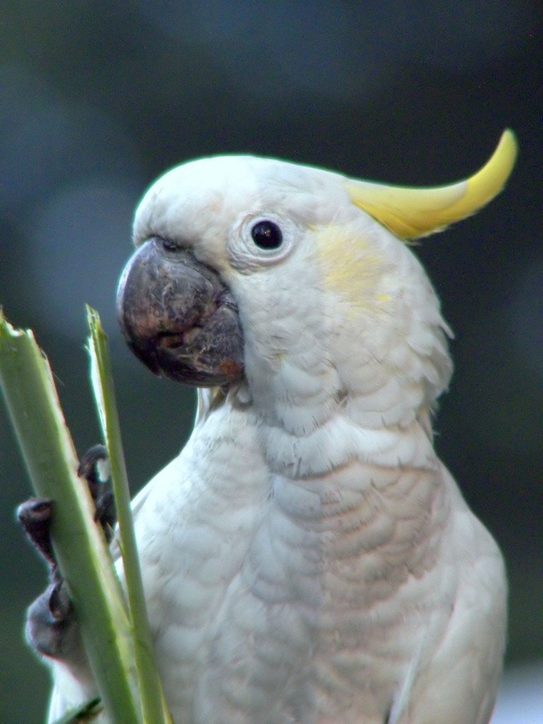 Meet the Cute Yellow-crested Cockatoo by Birdorable