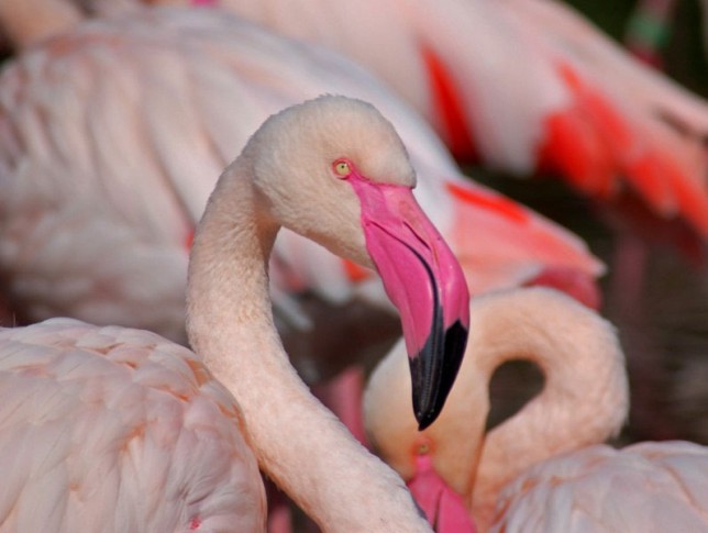 Cute Greater Flamingo by Birdorable