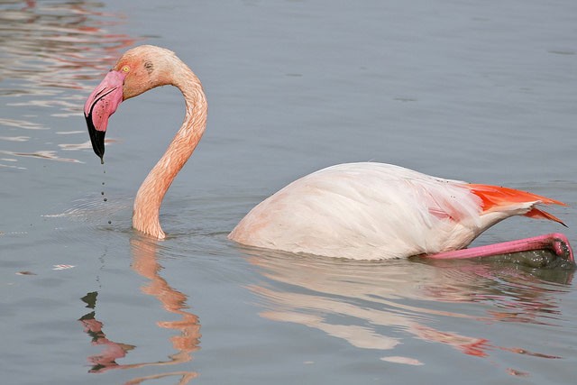 Cute Greater Flamingo by Birdorable