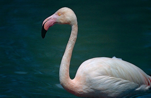 Cute Greater Flamingo by Birdorable
