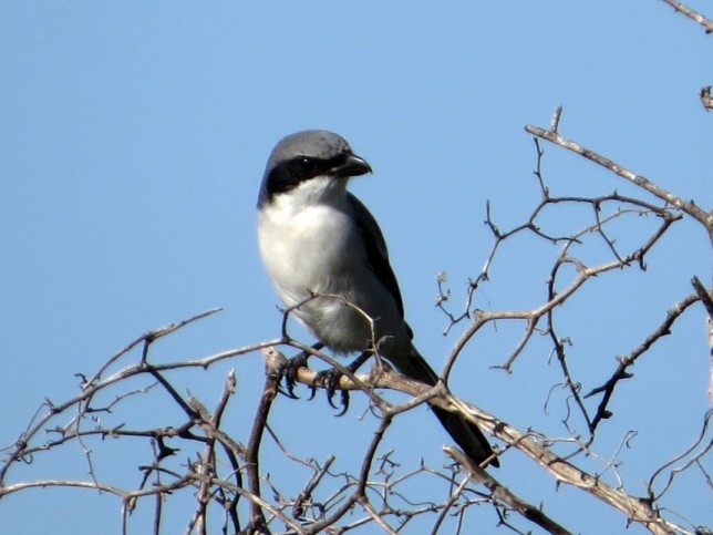 Cute Loggerhead Shrike by Birdorable