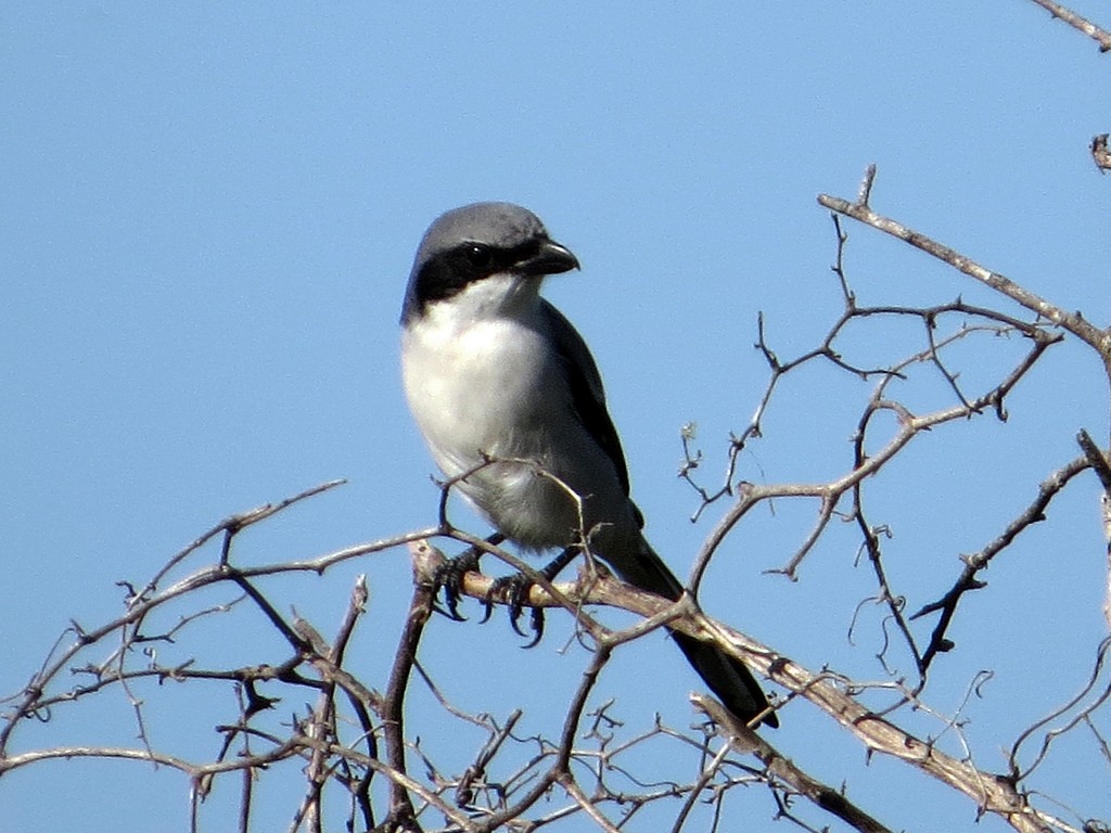 Cute Loggerhead Shrike by Birdorable
