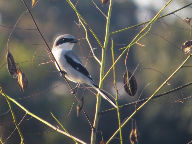 Cute Loggerhead Shrike by Birdorable