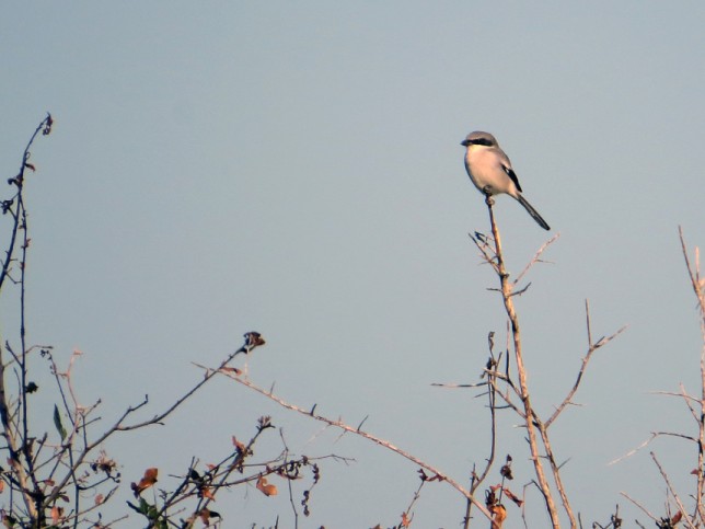 Cute Loggerhead Shrike by Birdorable