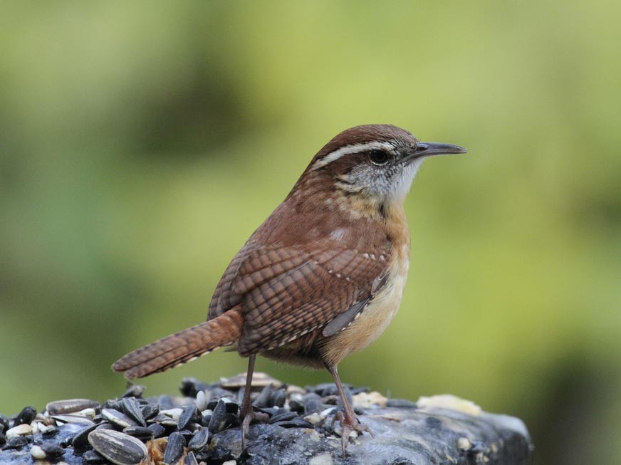 Meet the Vibrant and Melodious Carolina Wren | Birdorable Birds
