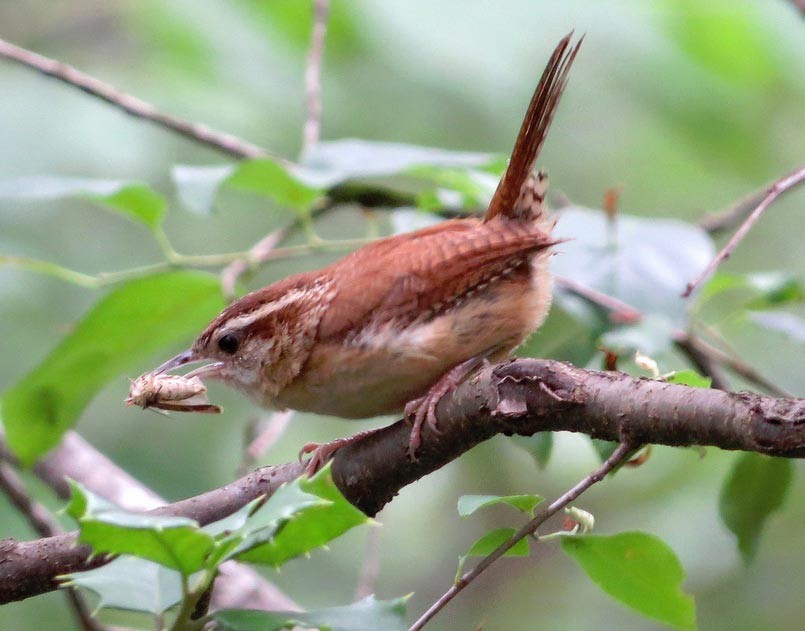 Meet the Vibrant and Melodious Carolina Wren | Birdorable Birds
