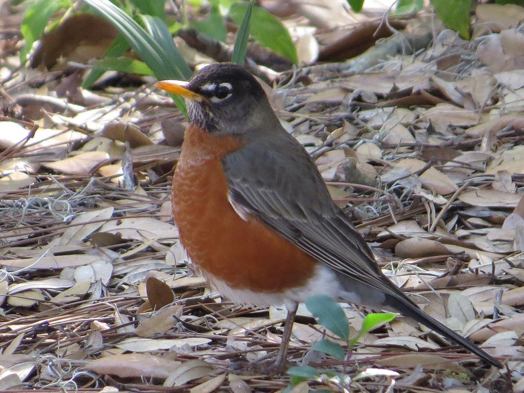 American Robin: The Iconic North American Thrush | Birdorable