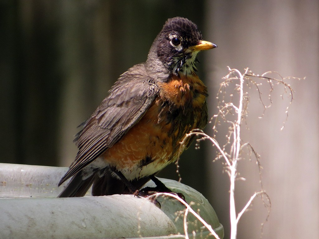 American Robin: The Iconic North American Thrush | Birdorable