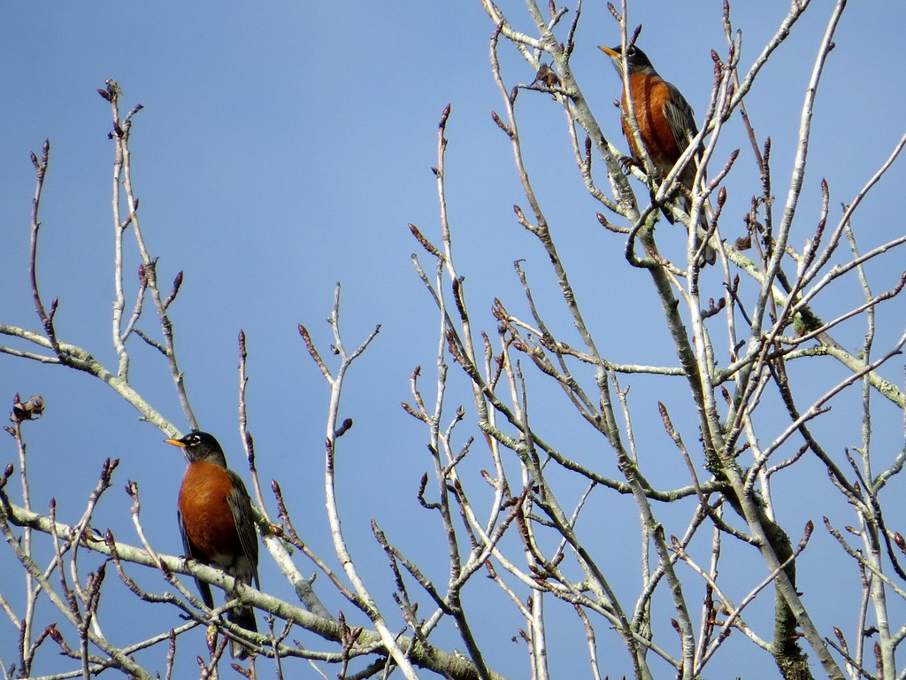 American Robin: The Iconic North American Thrush | Birdorable