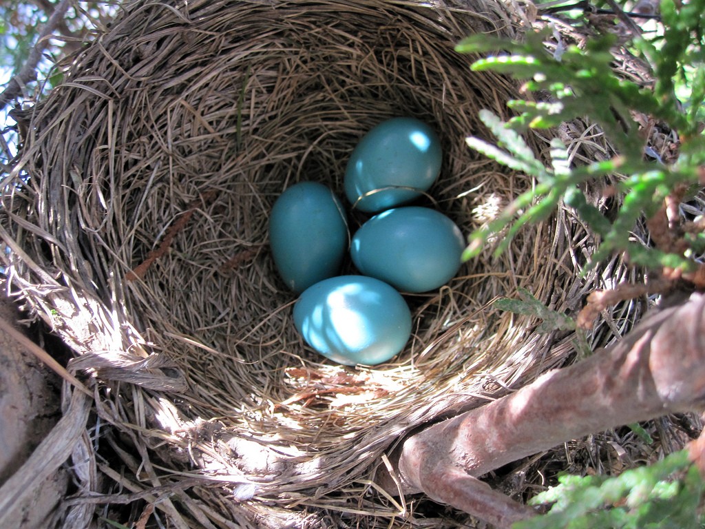 American Robin: The Iconic North American Thrush | Birdorable