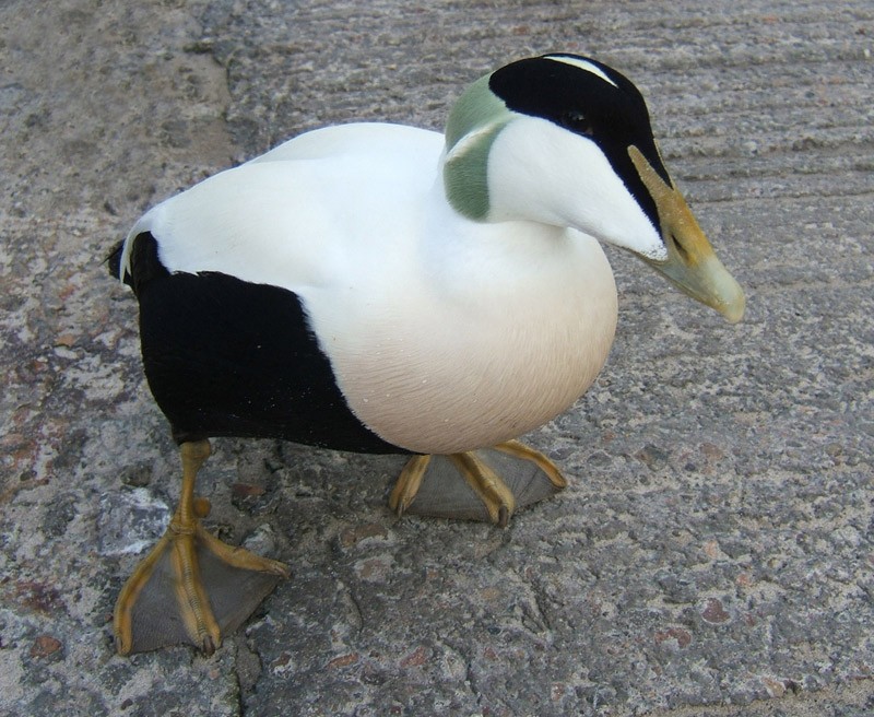 Cute Common Eider by Birdorable