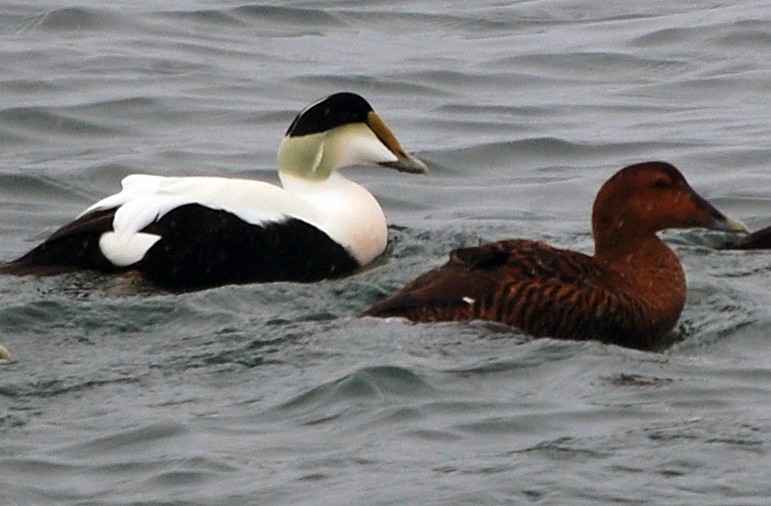 Cute Common Eider by Birdorable