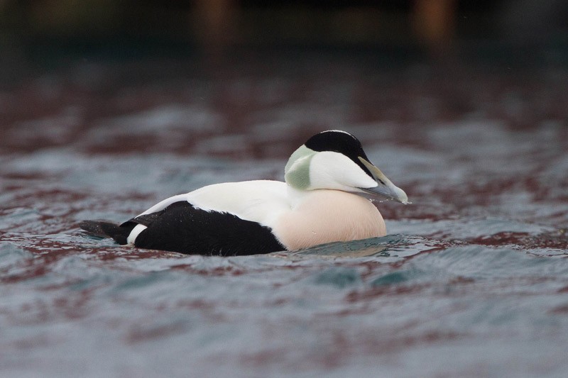 Cute Common Eider by Birdorable