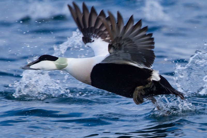 Cute Common Eider by Birdorable