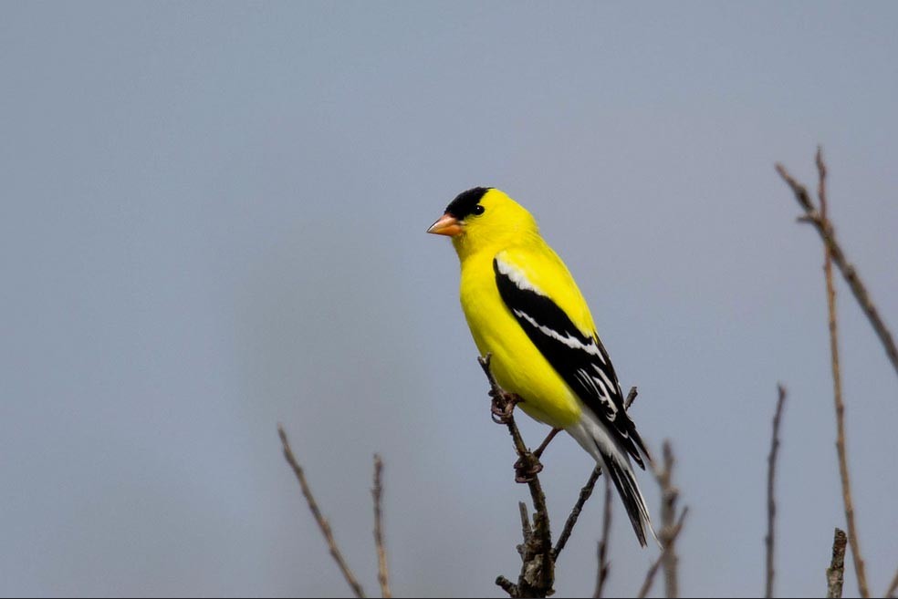 Learn About the Colorful American Goldfinch | Birdorable Birds
