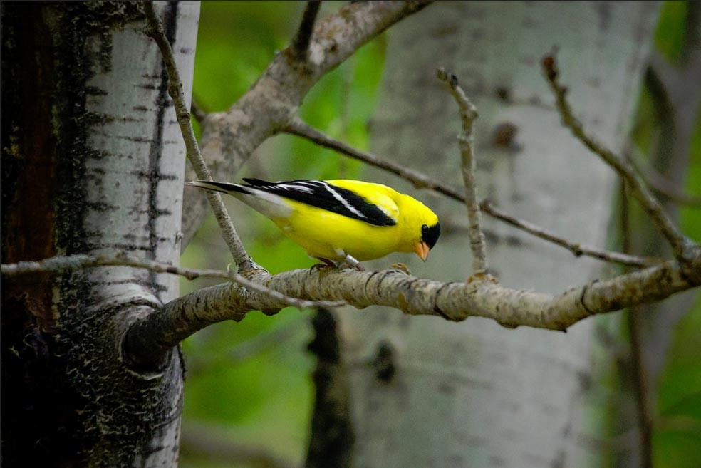 Learn About the Colorful American Goldfinch | Birdorable Birds
