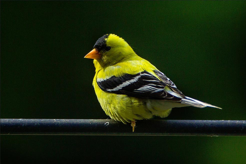 Learn About the Colorful American Goldfinch | Birdorable Birds