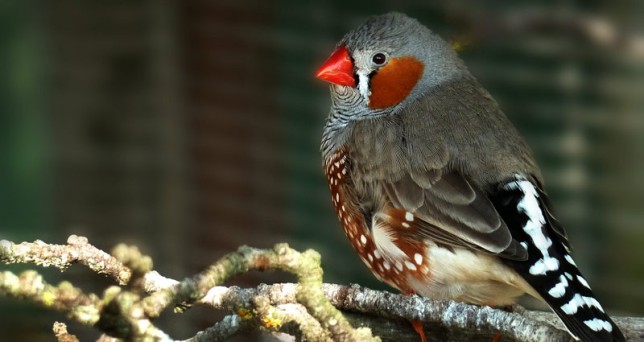 Cute Zebra Finch by Birdorable