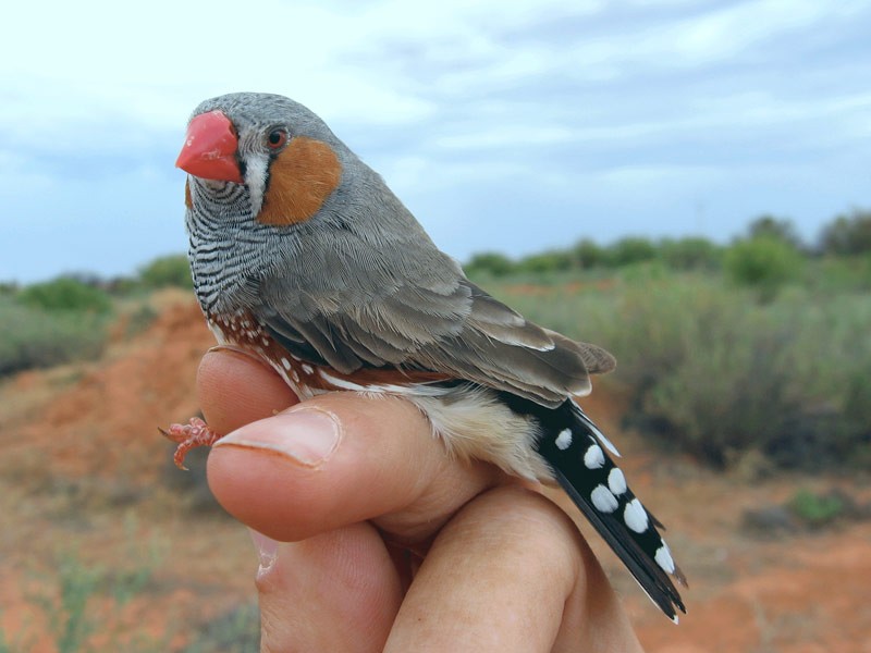 Cute Zebra Finch by Birdorable