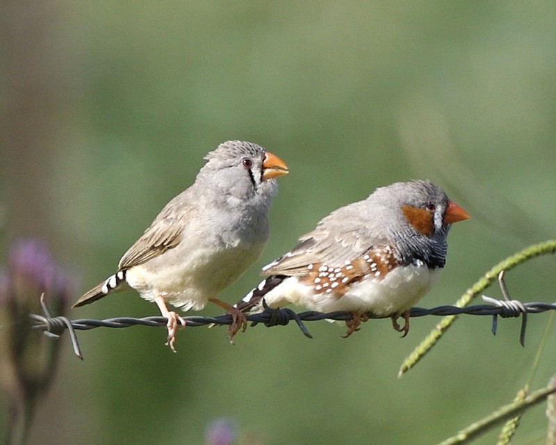 Cute Zebra Finch by Birdorable