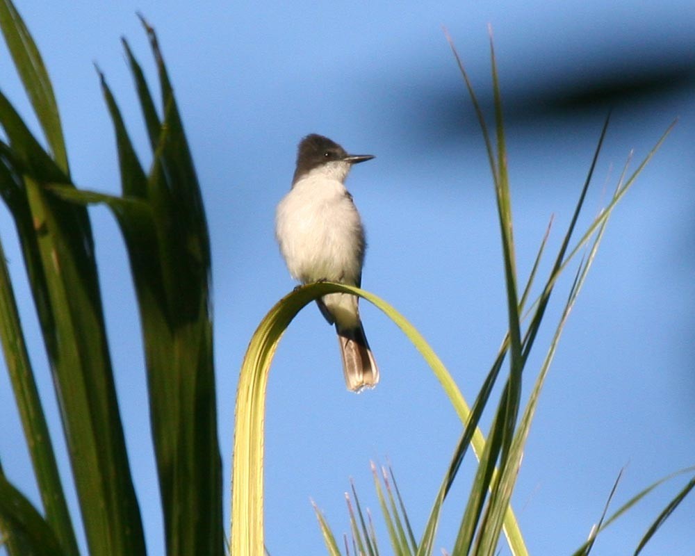 Meet the Loggerhead Kingbird: Caribbean Resident | Birdorable