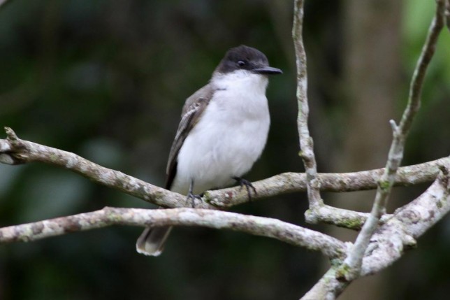 Meet the Loggerhead Kingbird: Caribbean Resident | Birdorable