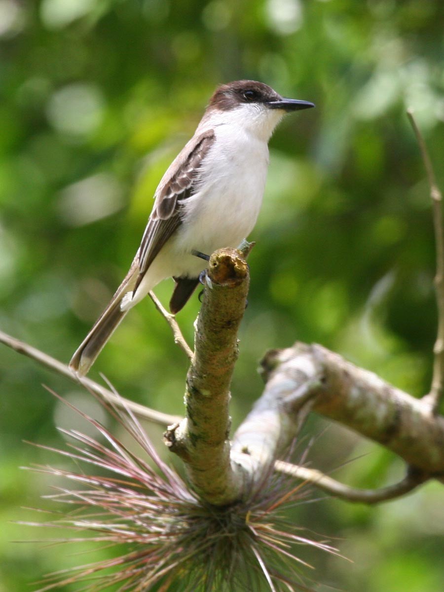 Meet the Loggerhead Kingbird: Caribbean Resident | Birdorable