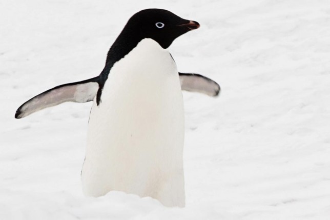 Cute Adelie Penguin by Birdorable