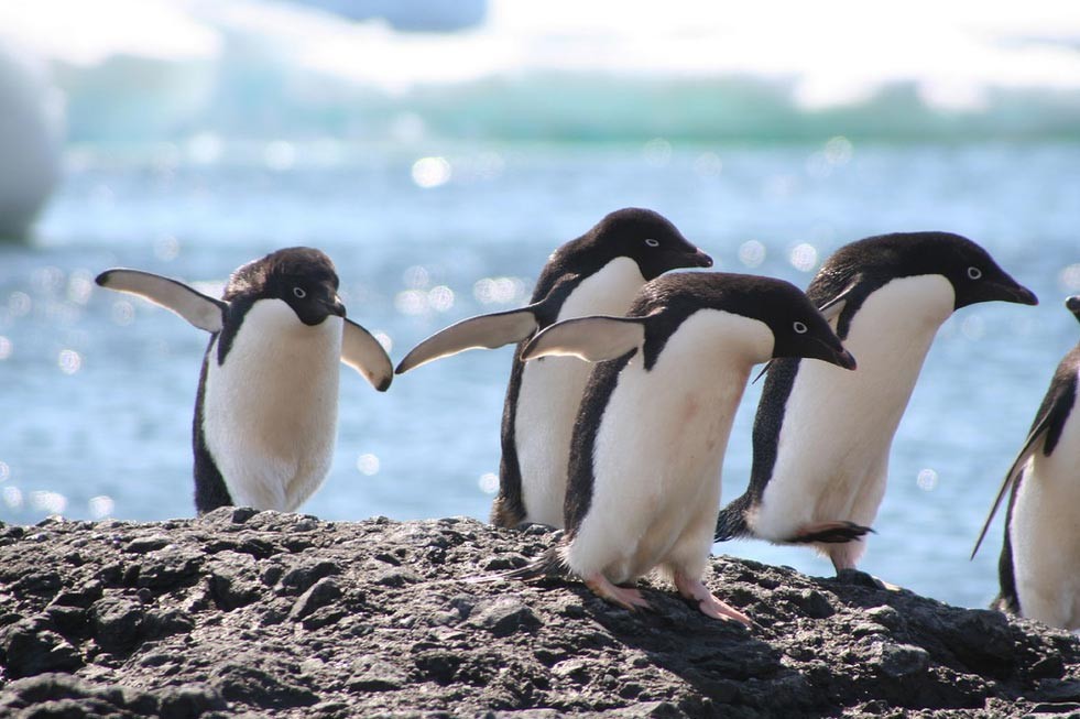 Cute Adelie Penguin by Birdorable