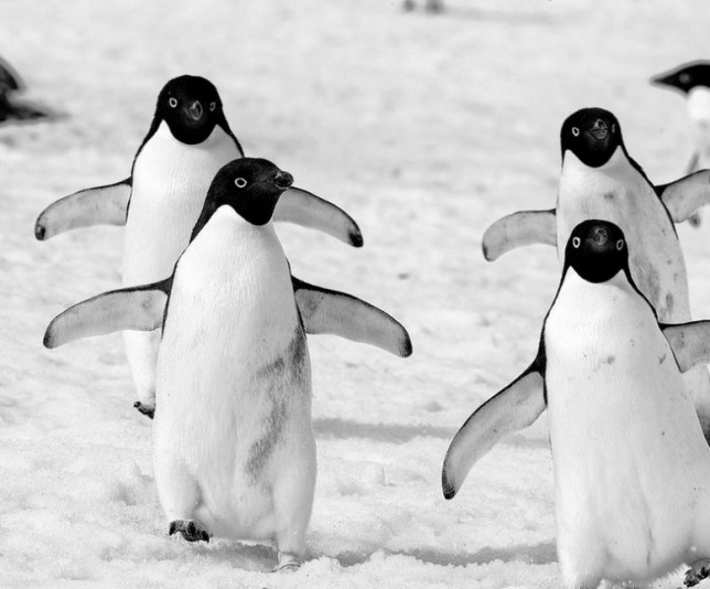 Cute Adelie Penguin by Birdorable