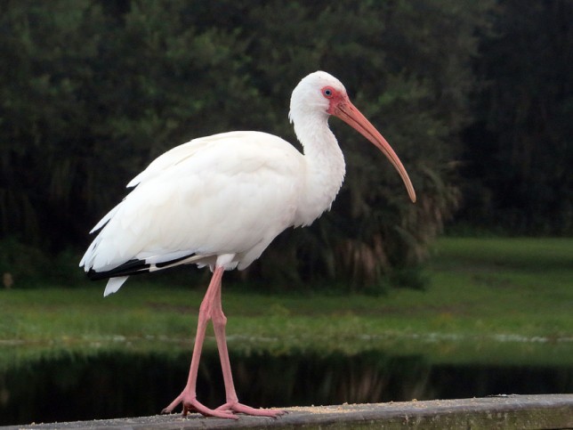 Cute White Ibis by Birdorable
