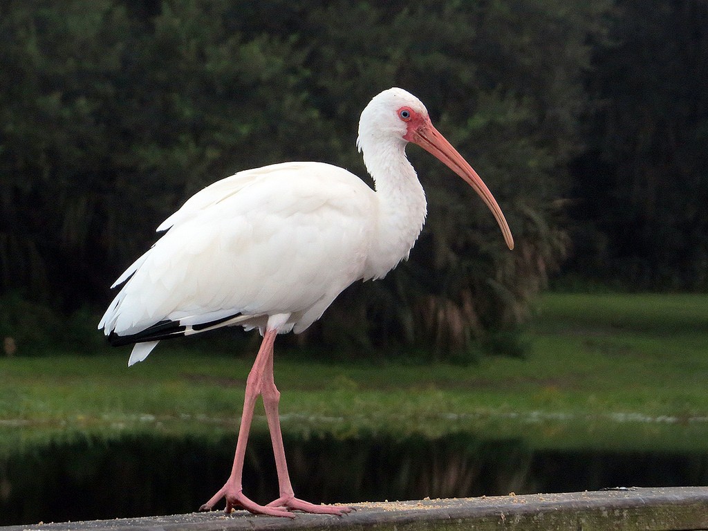 Cute White Ibis by Birdorable