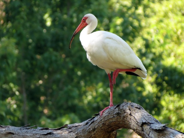 Cute White Ibis by Birdorable